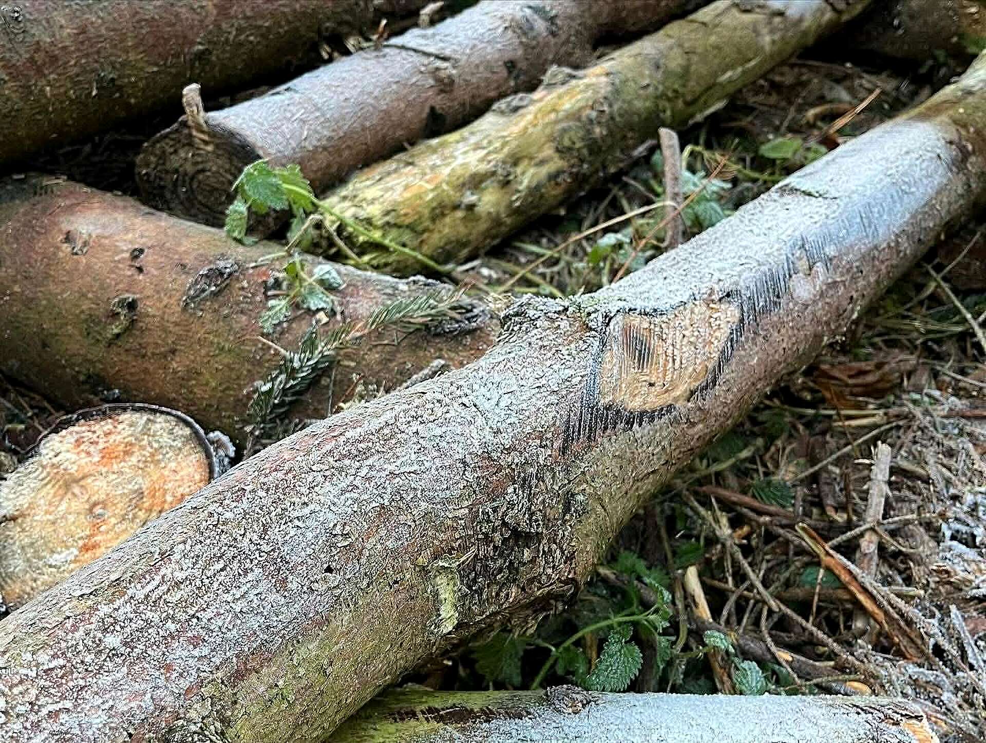 Ten Fun Activities Children Can Do On Our Site To Connect With Nature ...